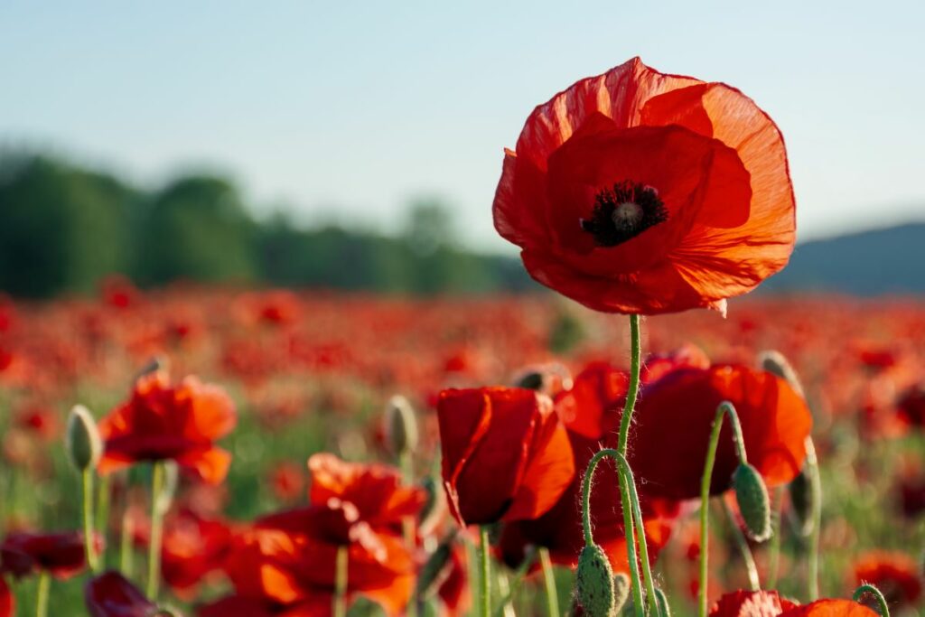 The B-side Blog - The Canadian Poppy: A Symbol of Remembrance and ...